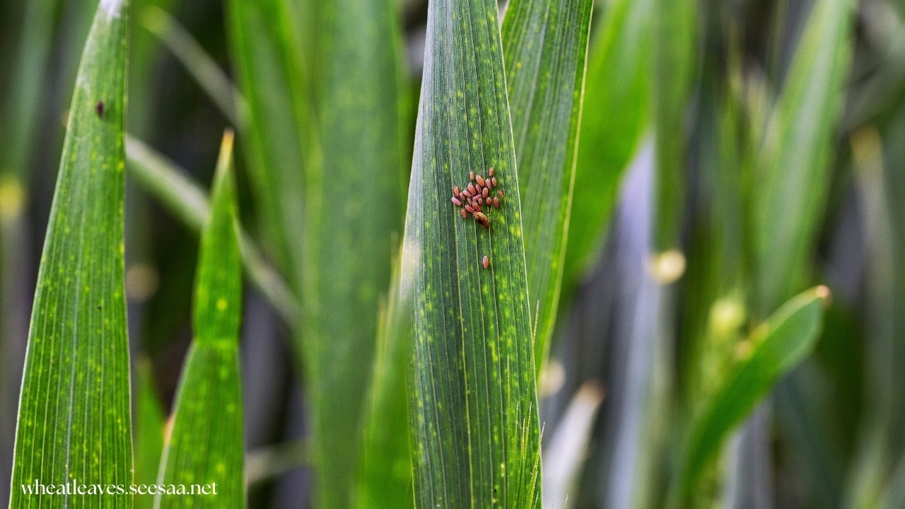 Disease Resistance in Wheat Leaves A Review: Wheat Leaves
