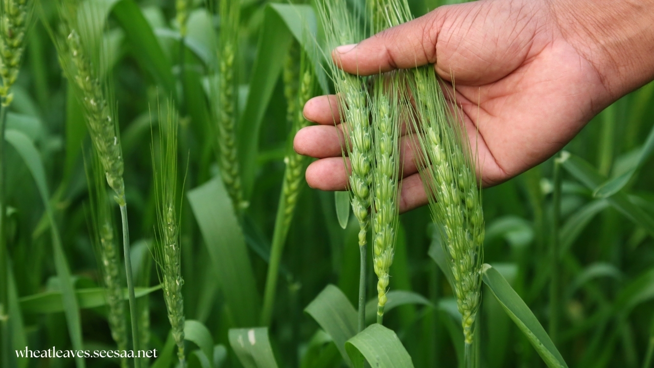 Environmental Stress Responses in Wheat Leaves: Wheat Leaves